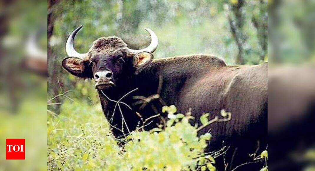 Woman tourist attacked by wild gaur dies | Coimbatore News - Times of India