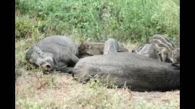 Amona: Wild boars destroy Amona plantations | Goa News - Times of India