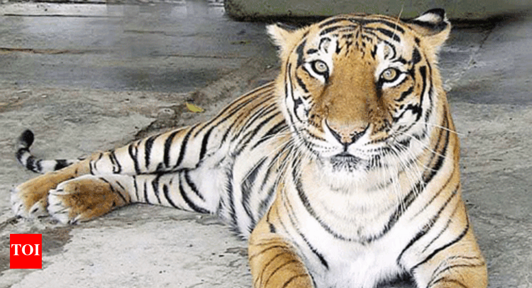 Tiger travels 80km from Central Chanda to reach Telangana | Nagpur News ...