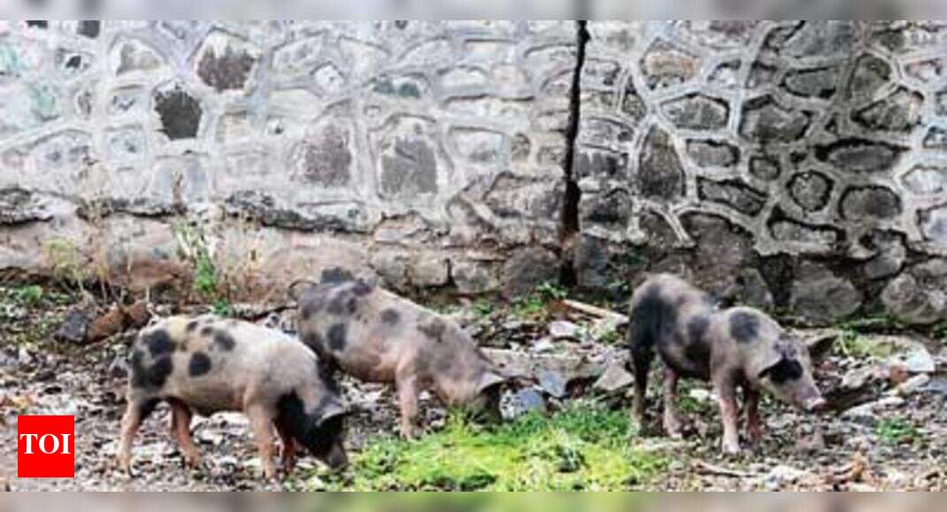 Drive to catch stray pigs on track, claims HDMC | Hubballi News - Times ...