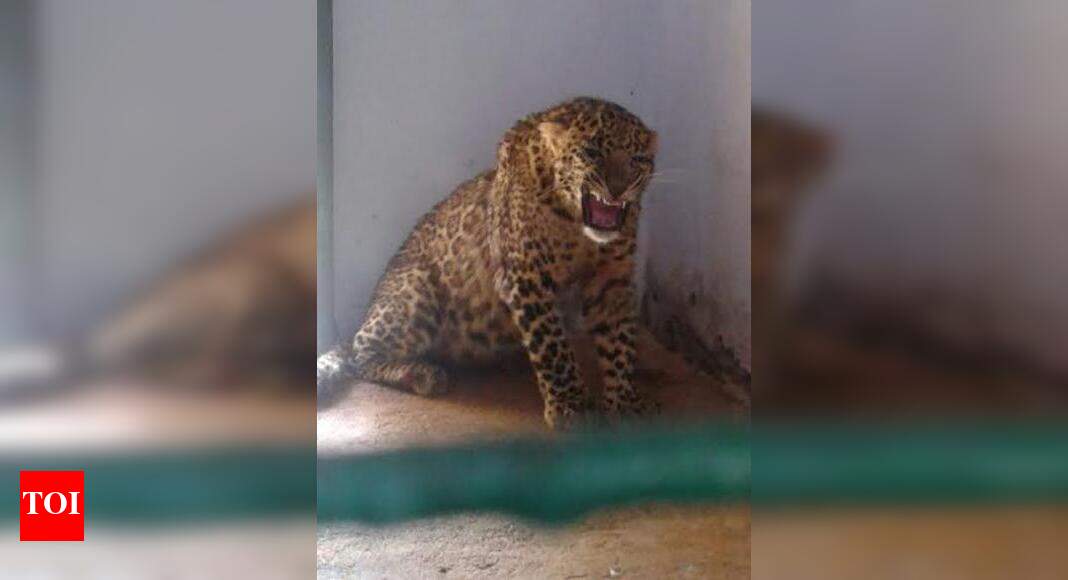 Leopard cub dies of fatigue in Maddur | Mysuru News - Times of India