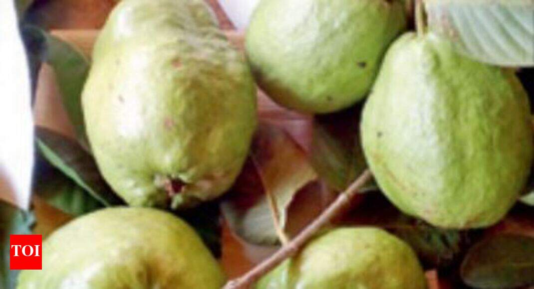 Out in cold for long, 'Barafkhana' guava back in orchards | Lucknow ...