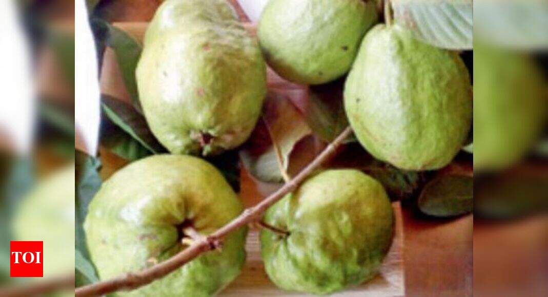 Out in cold for long, 'Barafkhana' guava back in orchards | Lucknow ...