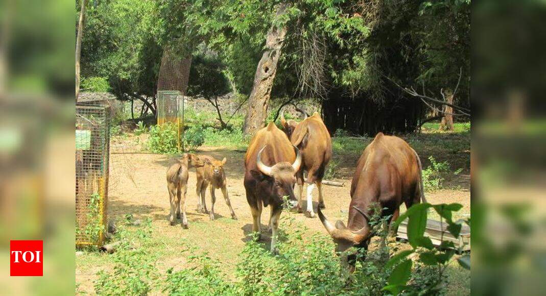 Invasive alien species drive Indian gaurs close to human habitation ...