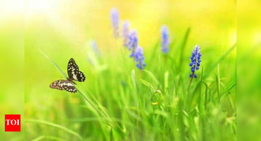254 butterfly species recorded in the state | Goa News - Times of India