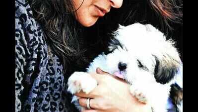 Animals killed, maimed by Diwali festivities | Mumbai News - Times of India