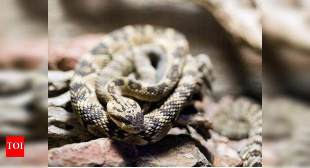Wildlife Welfare Association: 6-hour long rescue operation goes wrong ...