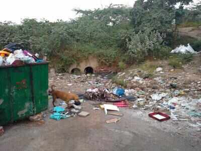 Open drain increasing pig population - Times of India