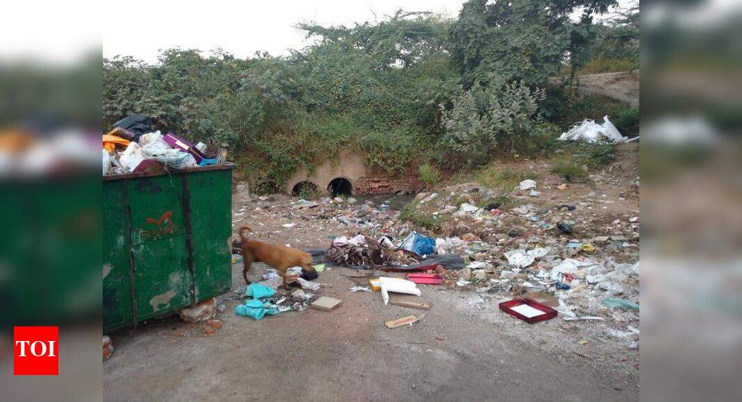 Open drain increasing pig population - Times of India