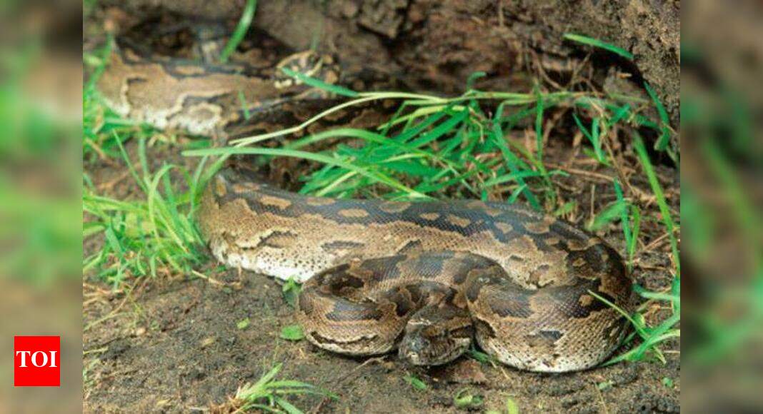 Two rock pythons rescued in Uran, released in forest | Mumbai News ...