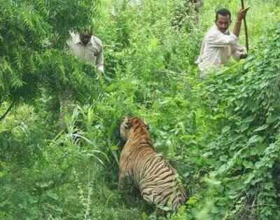 Tiger poached; problem tigress captured, released | Nagpur News - Times ...