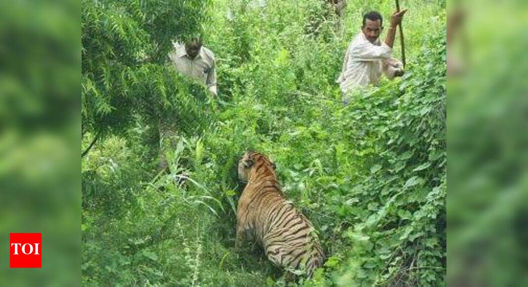Tiger Poaching: Tiger poached; problem tigress captured, released ...