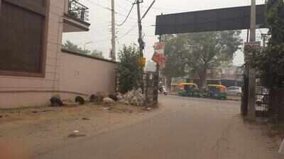 Stray pig menace - Times of India