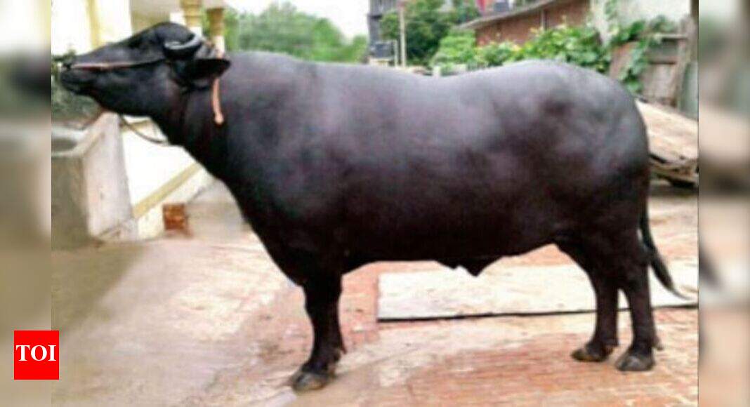 Murrah Bull: Rs 7cr Murrah bull Yuvraj to star in Gram | Jaipur News ...
