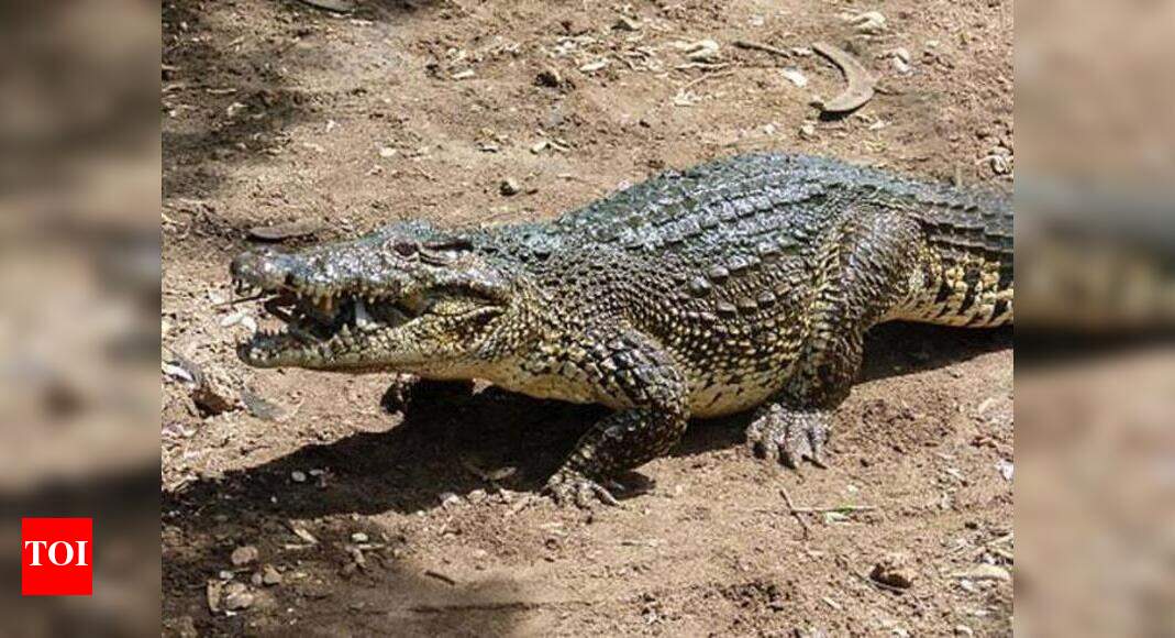crocodile rescued from palace compound | Vadodara News - Times of India