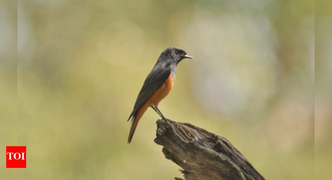 Bird lovers rejoice as winged guests keep their winter date | Indore ...