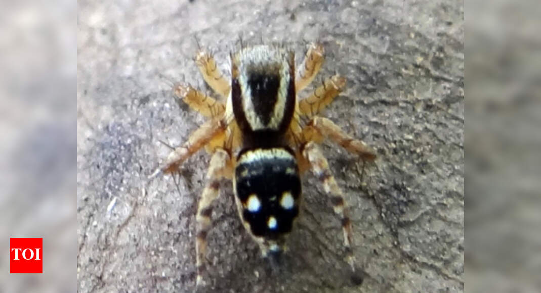 Student finds 2 new spider species in Gujarat | Ahmedabad News - Times ...