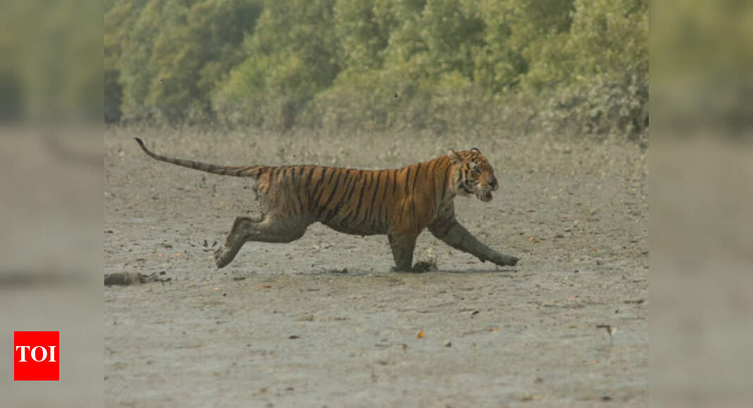 Tiger Population: Tiger count up in Sunderbans, latest survey puts ...