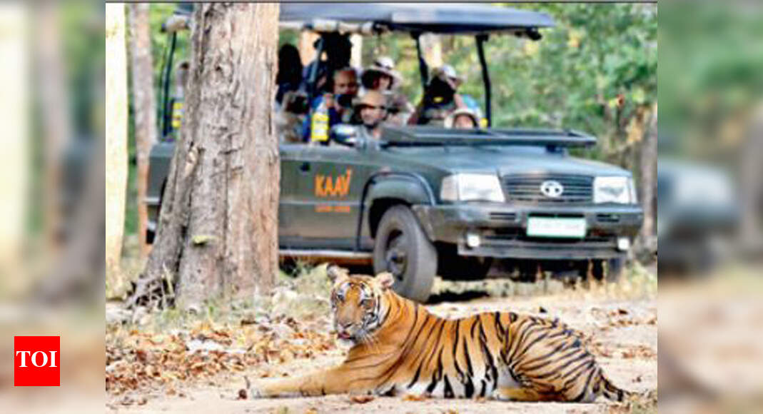 Poaching alert: 76 tigers dead this year - Times of India