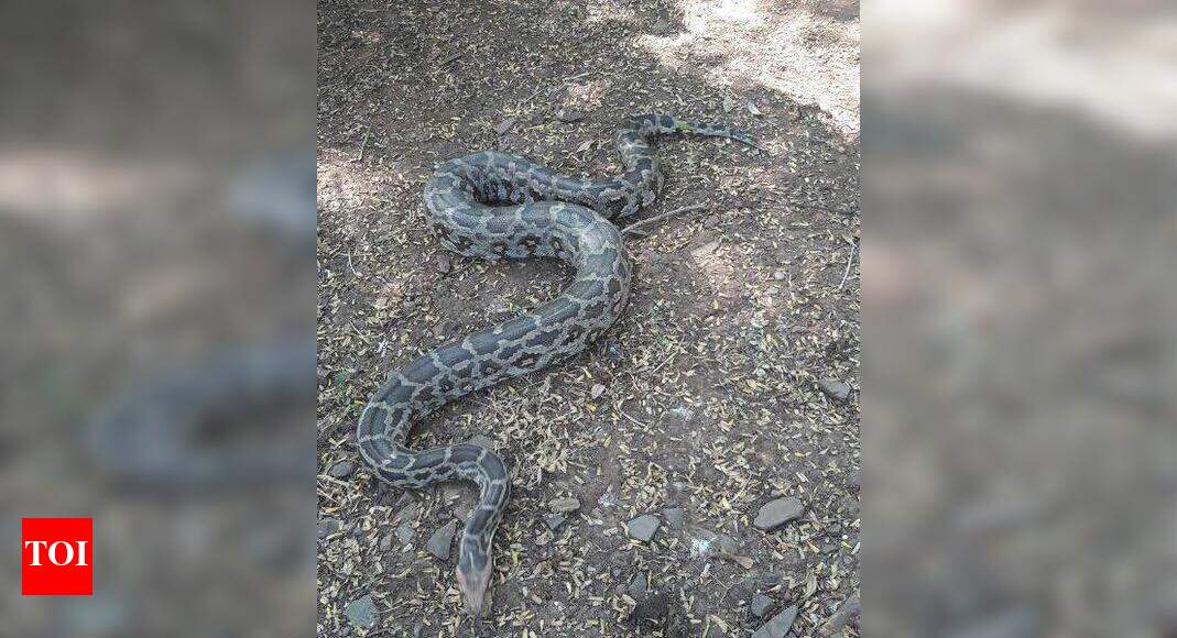 Indian Rock Python: 6 ft-long python rescued from Airoli | Navi Mumbai ...