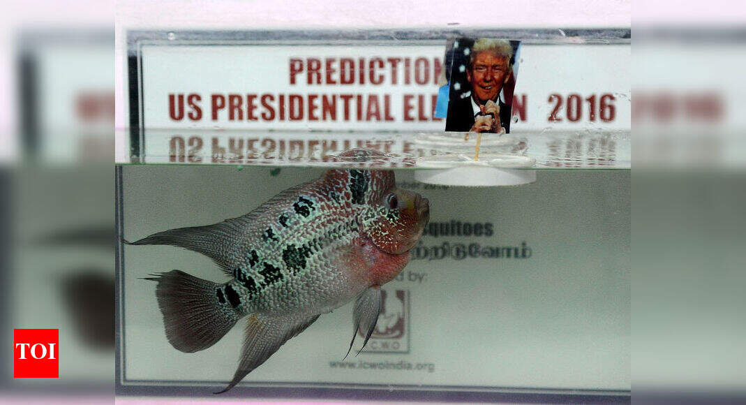 Chanakya The Fish: Chennai fish Chanakya picks Donald Trump for US ...