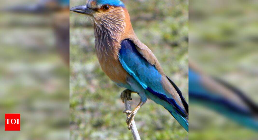 Nationwide bird count on Dr Salim Ali's birth anniversary | Mumbai News ...