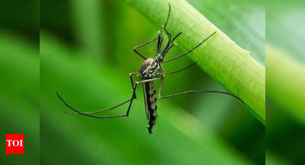 Corporation turns blind eye to mosquito breeding in vacant plots ...