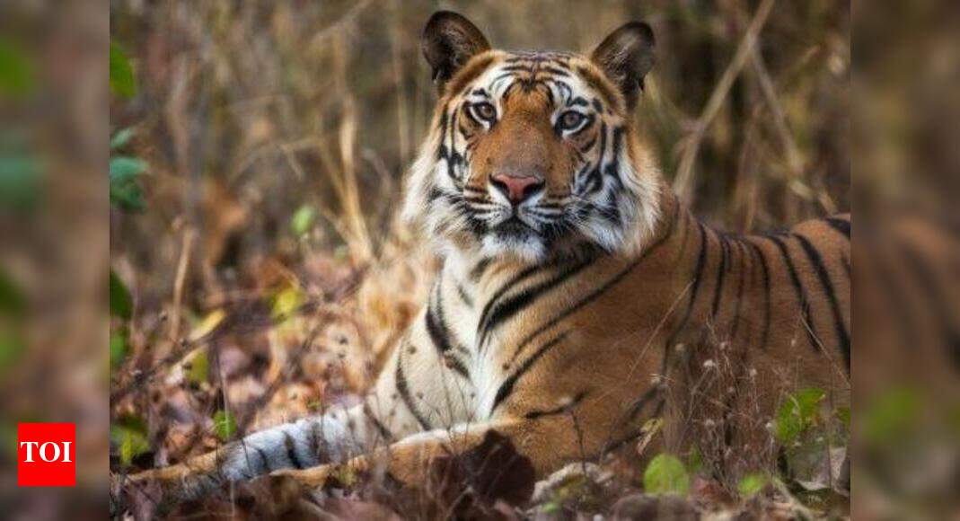 Visitors thrilled at seeing mating tiger couple in Tipeshwar | Nagpur ...
