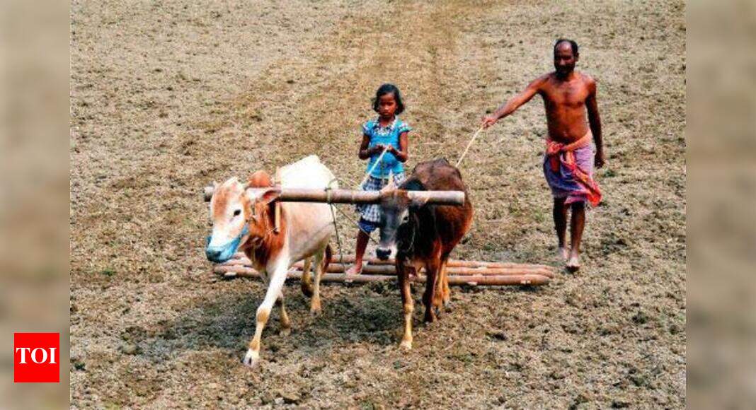 Farmers face problem in ploughing land | Varanasi News - Times of India