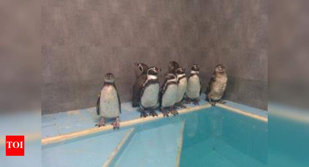 Sena skirts debate on penguin death | Mumbai News - Times of India