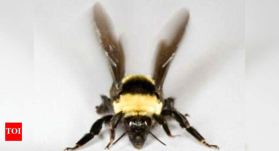 Italian bees 'more productive, less aggressive' and can survive high ...