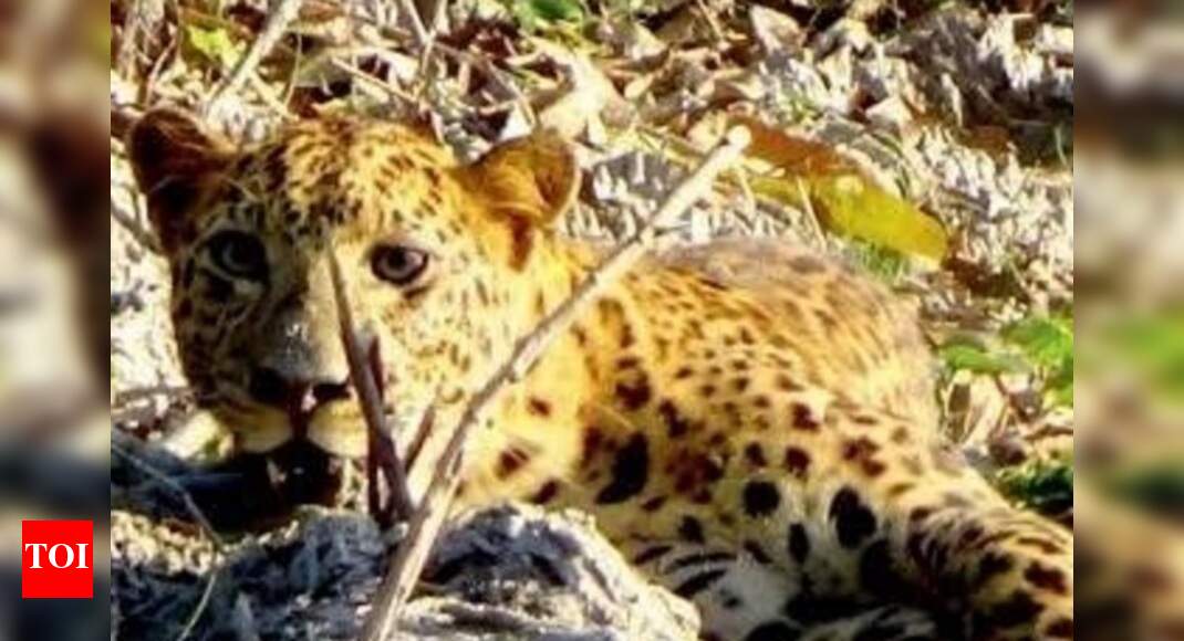 Reporter Attacked By Leopard: EiSamay reporter covers leopard attack, is attacked by the leopard ...