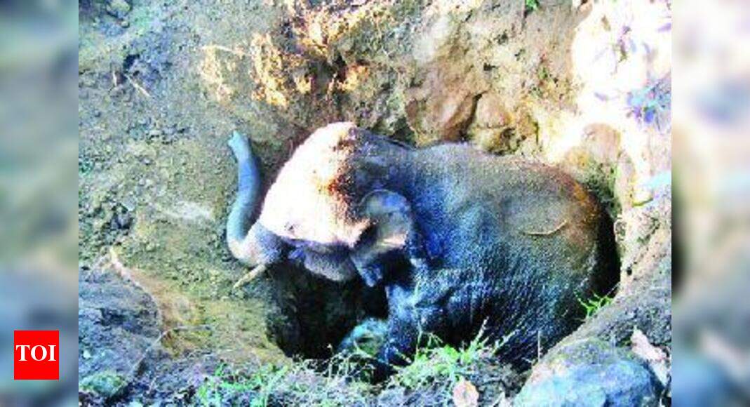 Niyamgiri Reserve Forest: Elephants destroy crops in Kalahandi ...