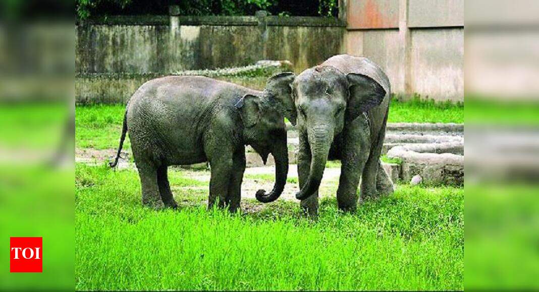 Elephants destroy crops in Kalahandi | Bhubaneswar News - Times of India