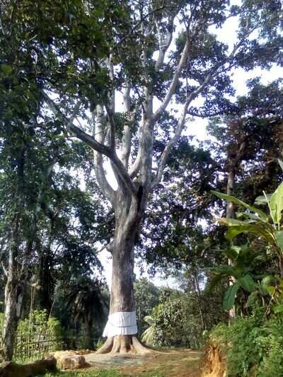 Ayurveda treatment for tree aged 155 | Kozhikode News - Times of India