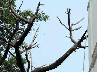 Ageing tree gets Ayurvedic treatment | Kozhikode News - Times of India