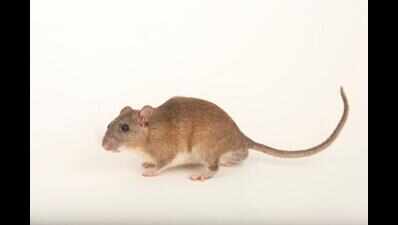 Rats nibble at woman's body in Kaithal morgue | Chandigarh News - Times ...