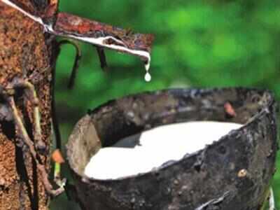 Rubber Board introduced new system for tapping | Thiruvananthapuram ...