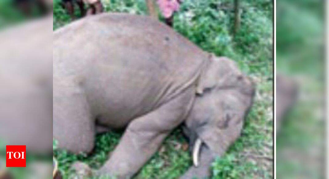 Forest Officials: Elephant electrocuted, one person held ...