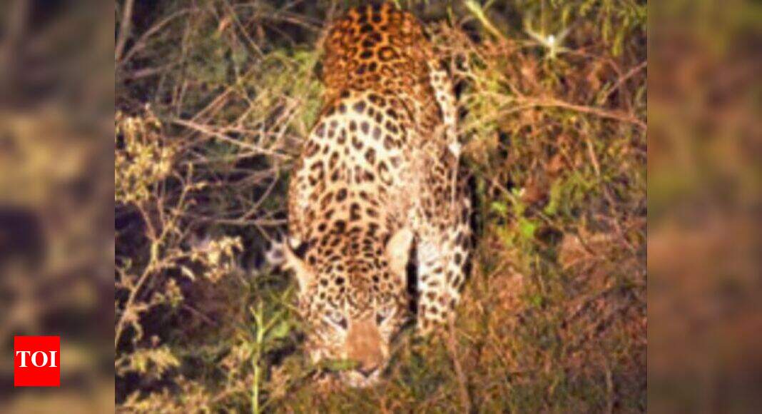 Yamuna Biodiversity Park: Leopard takes up residence in Delhi biopark ...