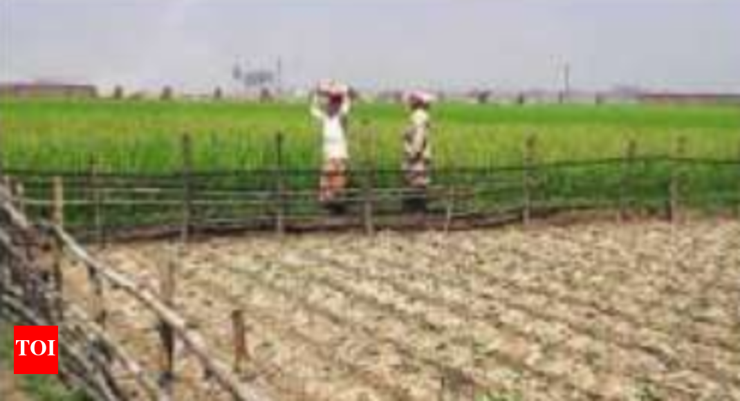 paddy production: Paddy procurement hangs in balance | Kolkata News ...