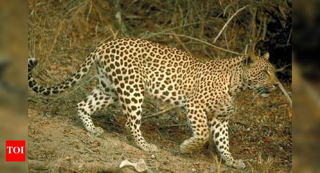 Injured panther's head and legs chopped off | Hubballi News - Times of ...