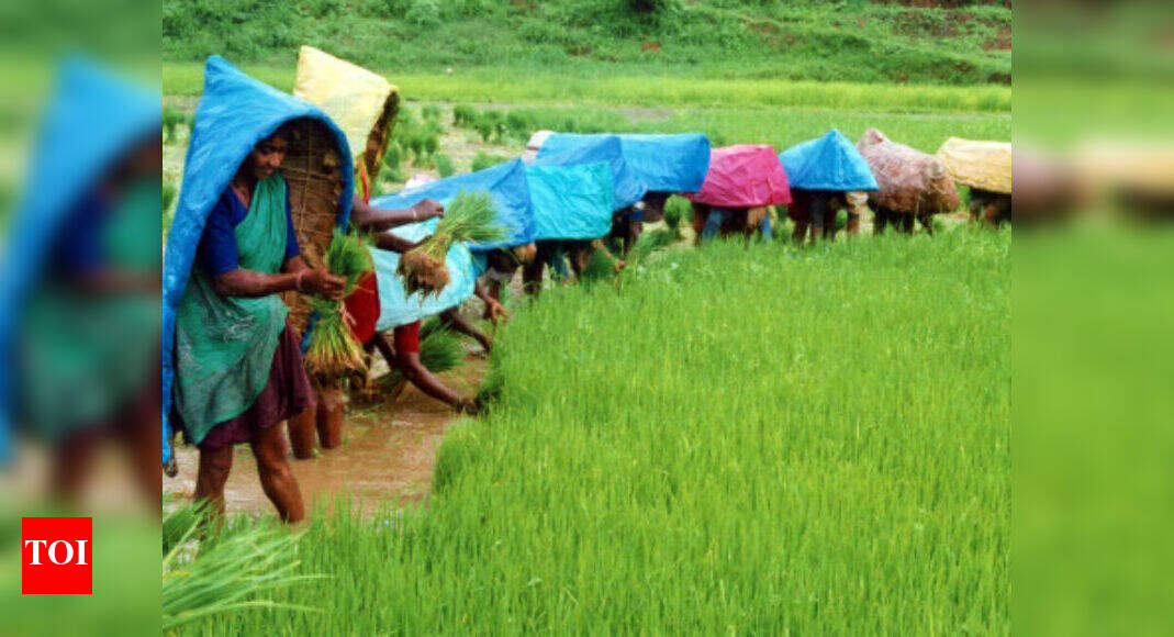 Demonetisation: Government: Rabi sown area up this year despite note ...