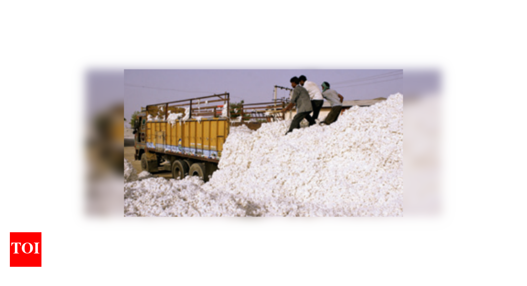 Cotton Buying: Cotton buying: Traders offer farmers high rate for old ...