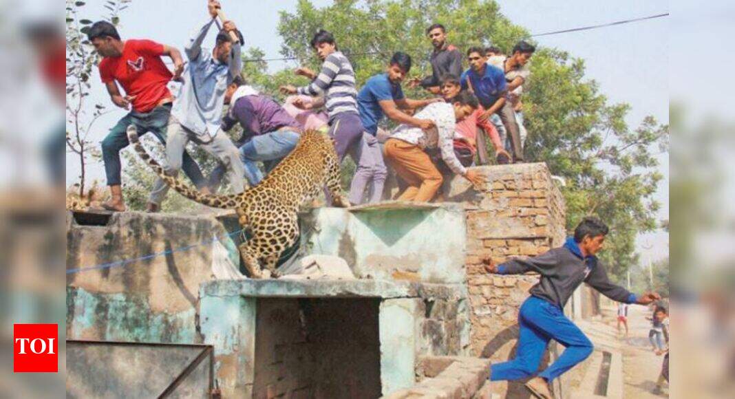 Leopard killing: NGO writes to wildlife dept for inaction | Gurgaon ...