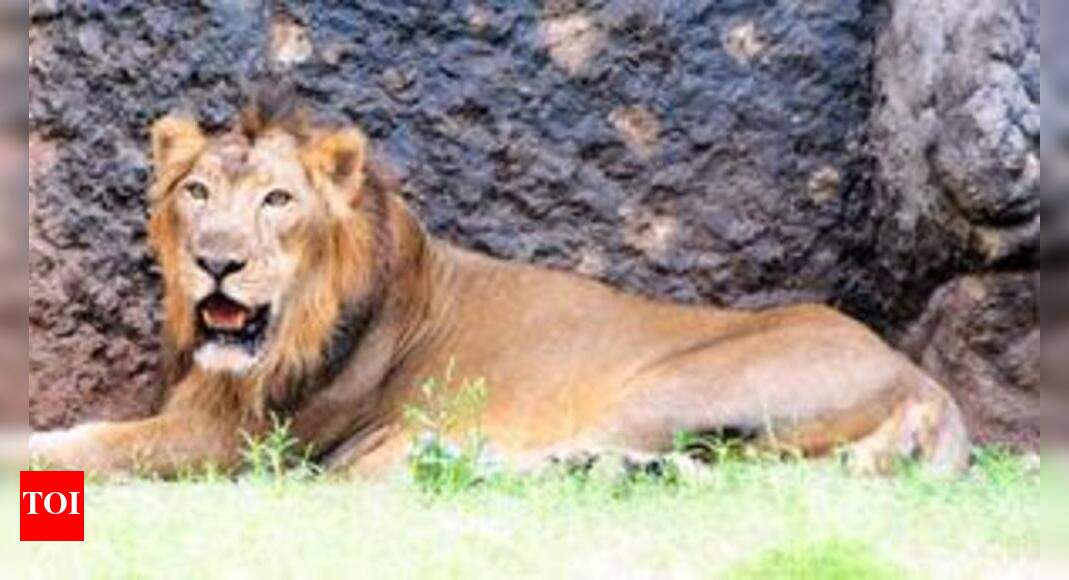 Residents Living In Fear Of Lions: Lions prey on cattle near Jetpur ...