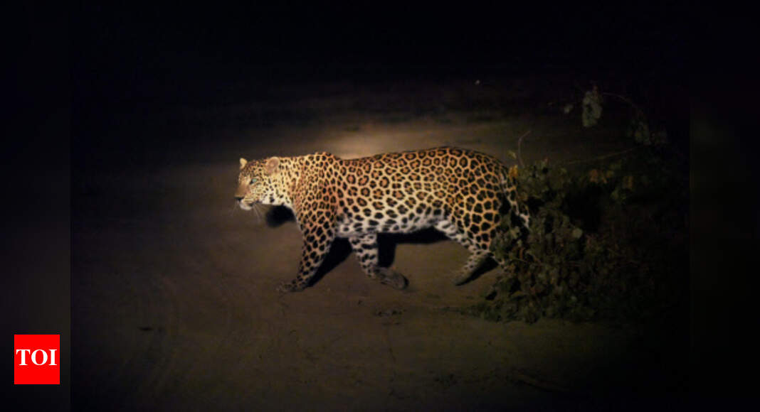 Leopard: Forest dept plans detailed study of leopard movement in ...