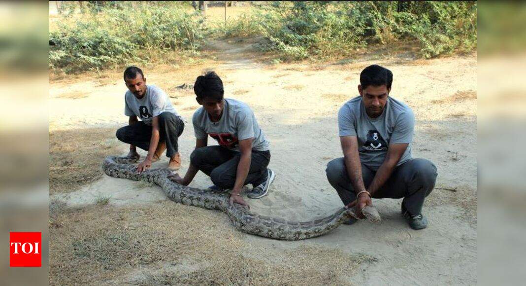 Injured python rescued by Wildlife SOS in Agra | Agra News - Times of India