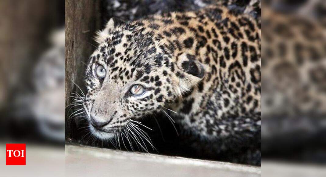One dead in leopard attack in Himachal | Shimla News - Times of India