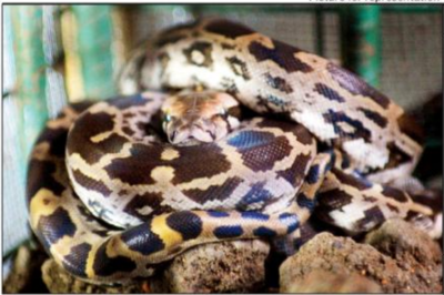 Rare rock python choked to death by mates at Mysuru Zoo | Mysuru News ...